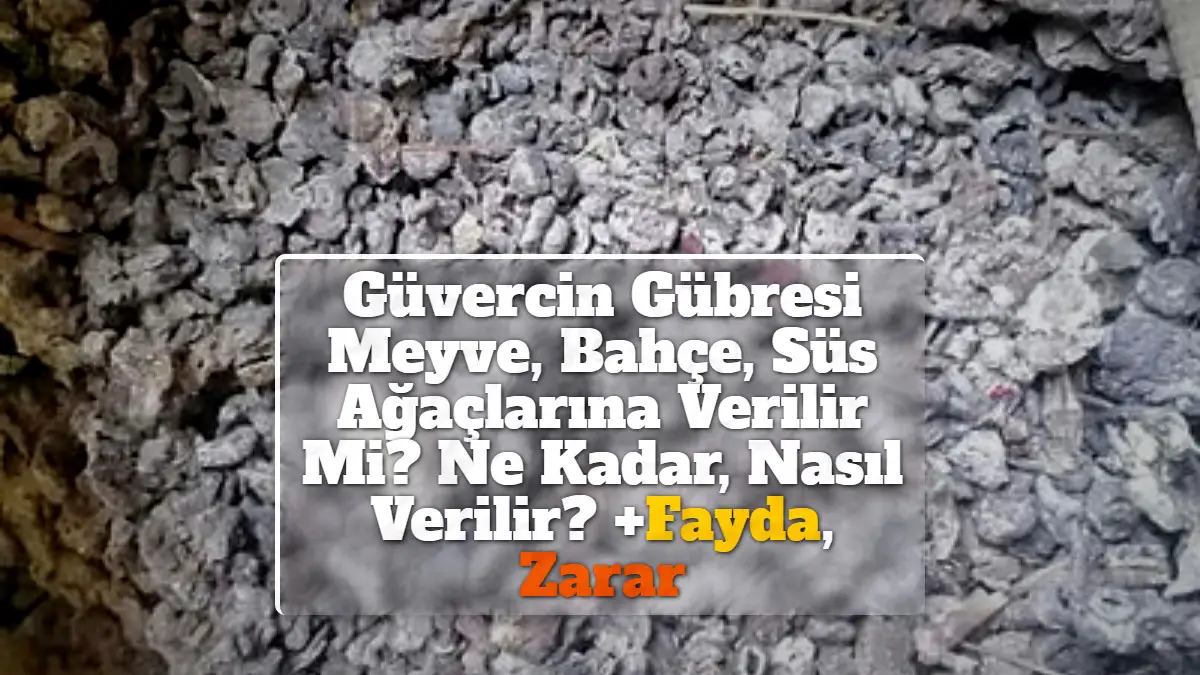 Güvercin Gübresi Meyve, Bahçe, Süs Ağaçlarına Verilir Mi? Ne Kadar ... Güvercin Gübresi Meyve, Bahçe, Süs Ağaçlarına Verilir Mi? Ne Kadar ...