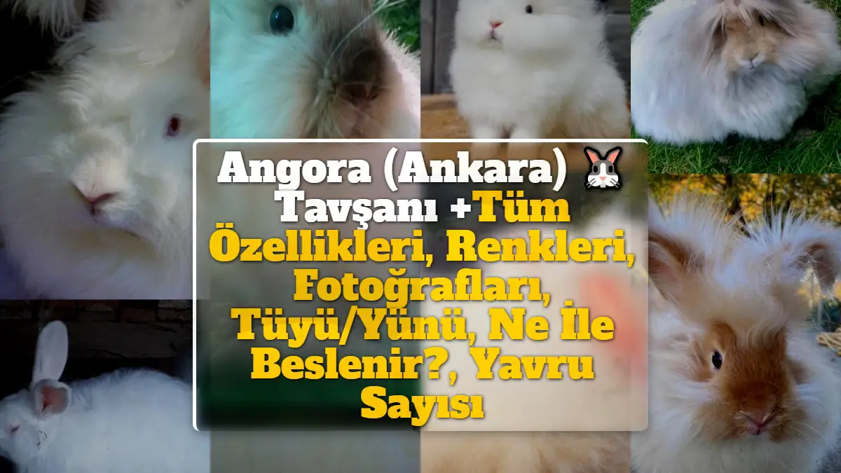 Angora (Ankara) Tavşanı +Tüm Özellikleri, Renkleri, Fotoğrafları, Tüyü/Yünü, Ne İle Beslenir ...