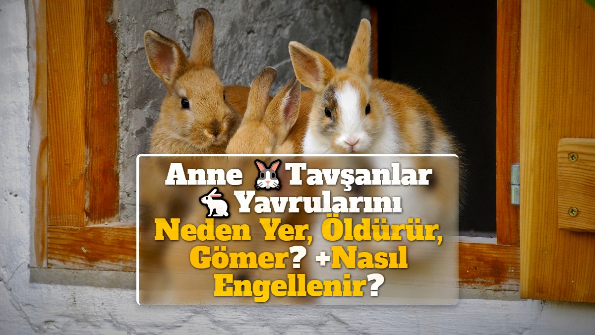 Anne Tavşanlar Yavrularını Neden Yer, Öldürür, Gömer? +Nasıl Engellenir?