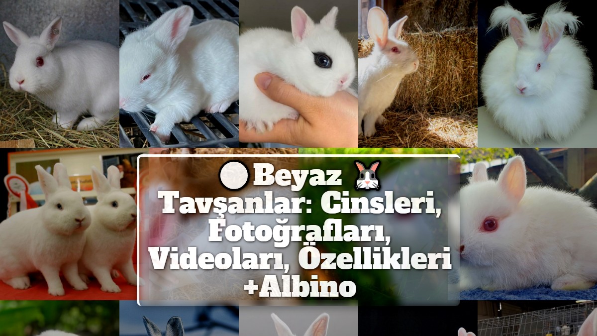 Beyaz Tavşanlar: Cinsleri, Fotoğrafları, Videoları, Özellikleri +Albino
