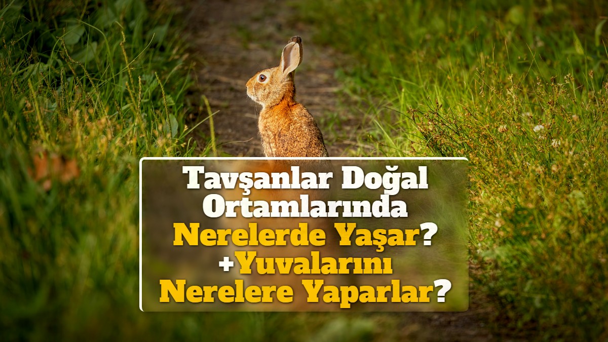 Tavşanlar Doğal Ortamlarında Nerelerde Yaşar? +Yuvalarını Nerelere ...