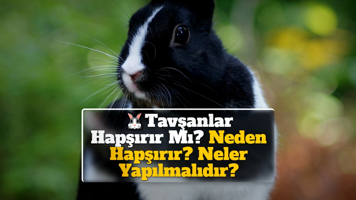 Tavşanlar Hapşırır Mı? Neden Hapşırır? Neler Yapılmalıdır?