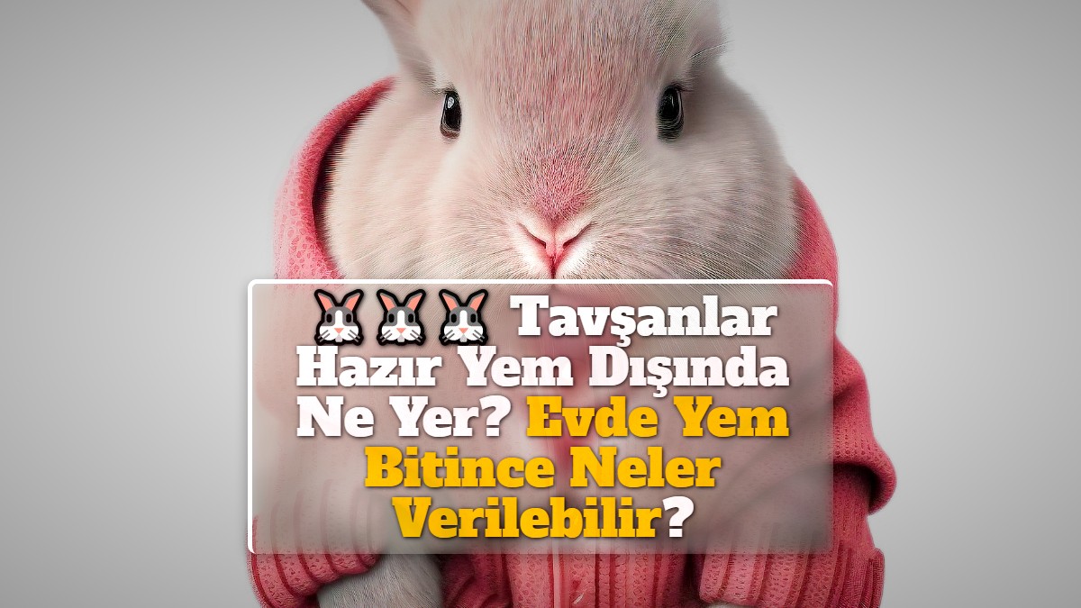 Tavşanlar Hazır Yem Dışında Ne Yer? Evde Yem Bitince Neler Verilebilir?