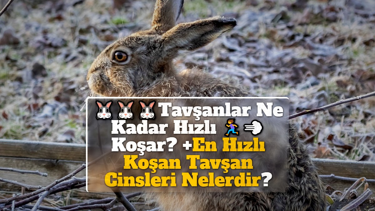 Tavşanlar Ne Kadar Hızlı Koşar? +En Hızlı Koşan Tavşan Cinsleri Nelerdir?