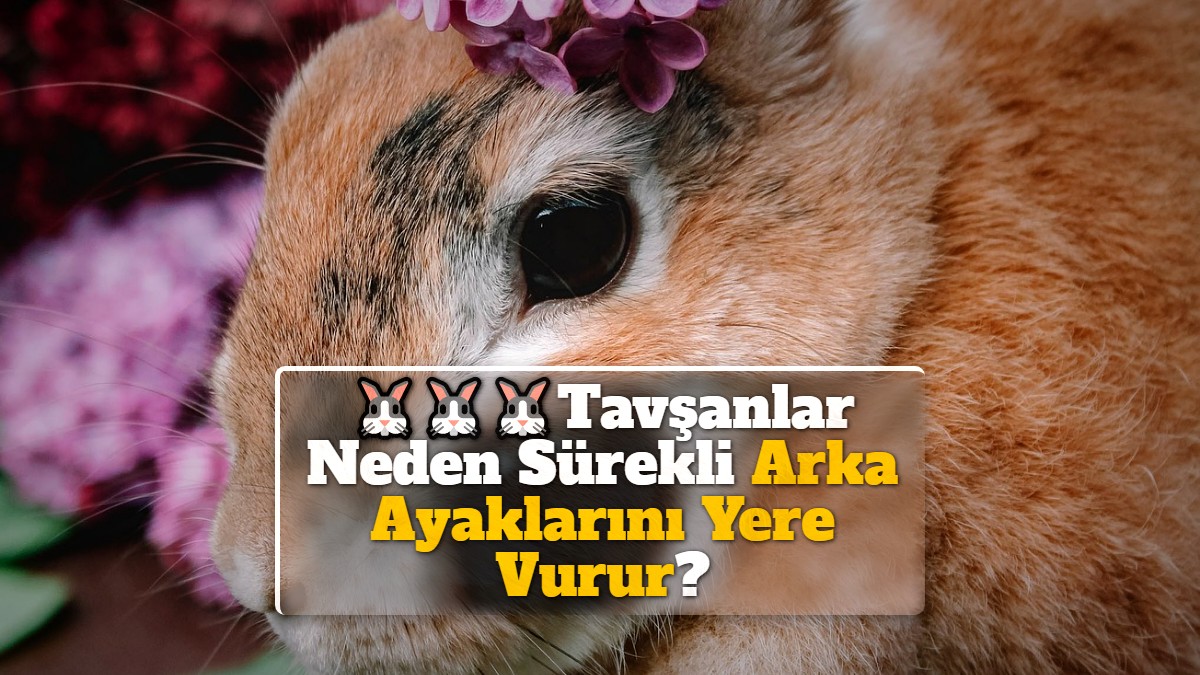 Tavşanlar Neden Sürekli Arka Ayaklarını Yere Vurur?