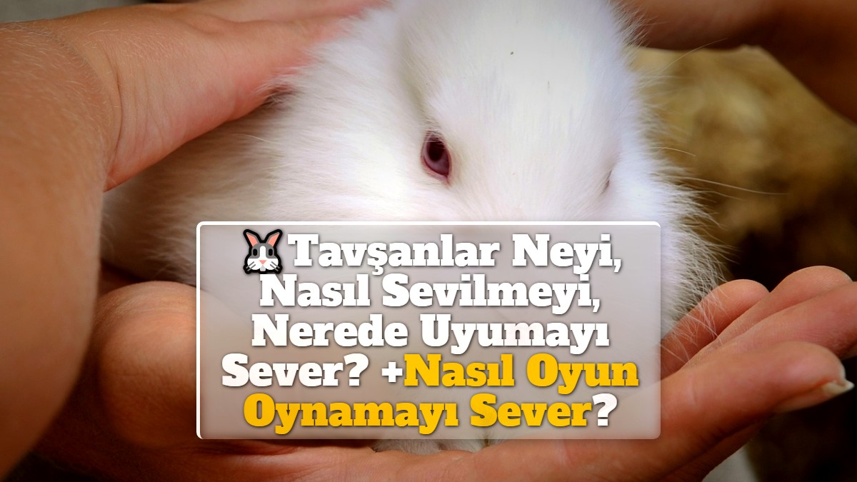 Tavşanlar Neyi, Nasıl Sevilmeyi, Nerede Uyumayı Sever? +Nasıl Oyun ...