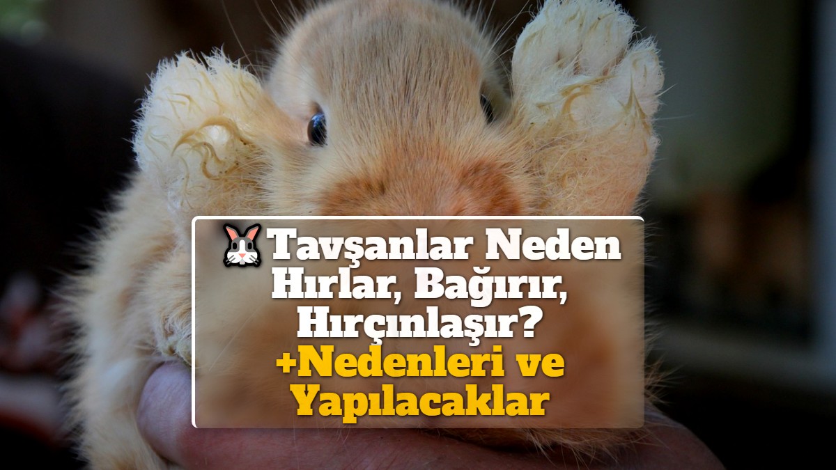 Tavşanlar Neden Hırlar, Bağırır, Hırçınlaşır? +Nedenleri ve Yapılacaklar