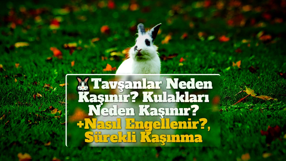 Tavşanlar Neden Kaşınır? Kulakları Neden Kaşınır? +Nasıl Engellenir ...