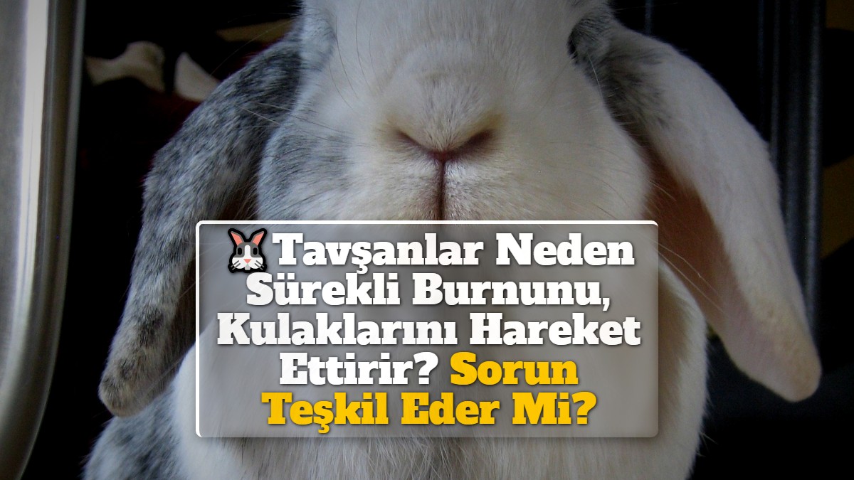 Tavşanlar Neden Sürekli Burnunu, Kulaklarını Hareket Ettirir? Sorun ...