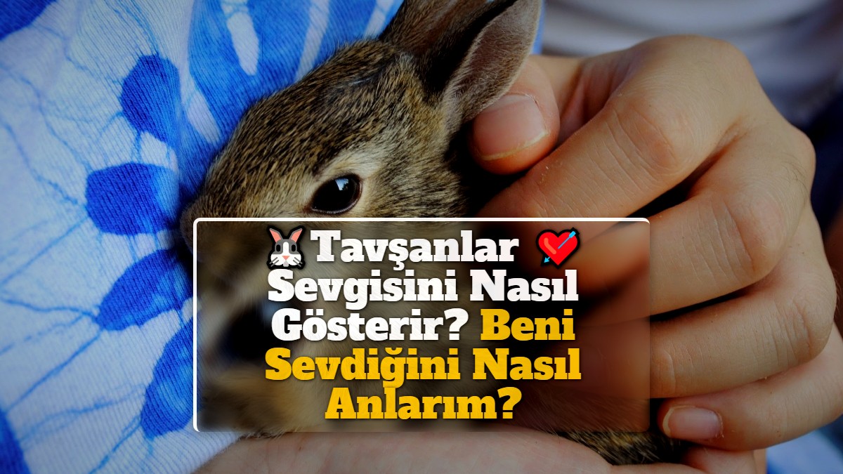 Tavşanlar Sevgisini Nasıl Gösterir? Beni Sevdiğini Nasıl Anlarım?