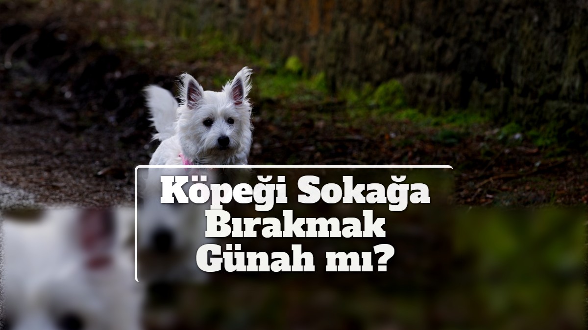 Köpeği Sokağa Bırakmak Günah mı?