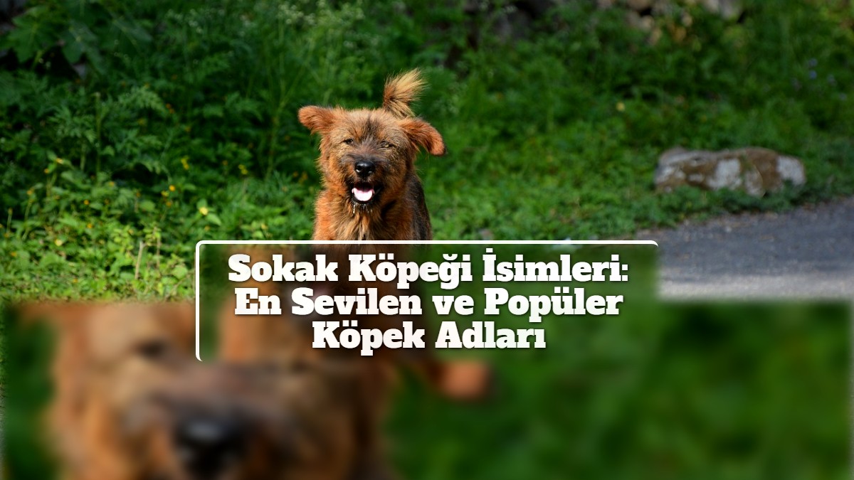 Sokak Köpeği İsimleri: En Sevilen ve Popüler Köpek Adları
