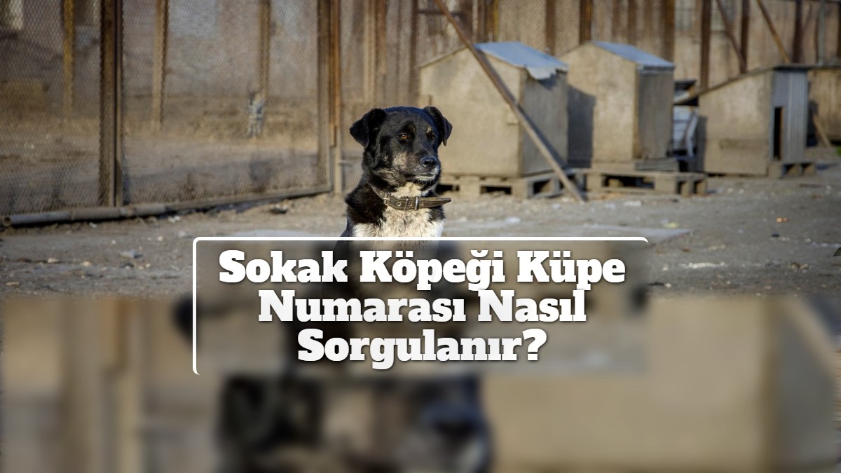 Sokak Köpeği Küpe Numarası Nasıl Sorgulanır?