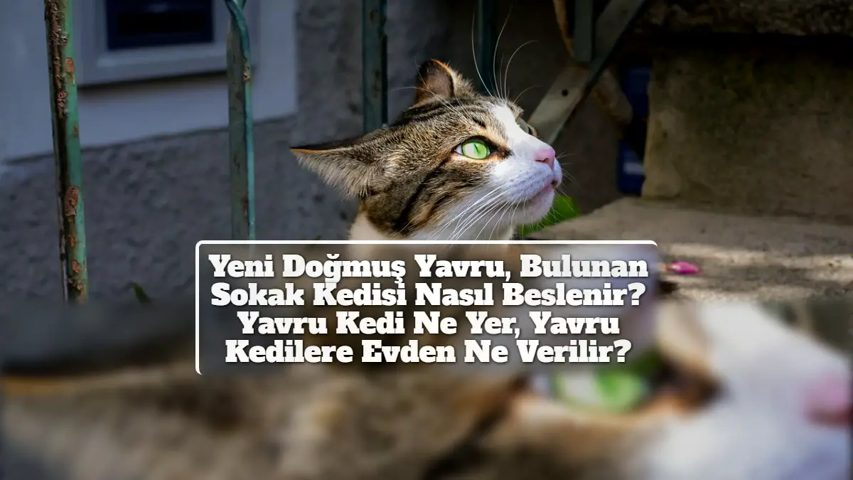 Yeni Doğmuş Yavru, Bulunan Sokak Kedisi Nasıl Beslenir? Yavru Kedi Ne ... Yeni Doğmuş Yavru, Bulunan Sokak Kedisi Nasıl Beslenir? Yavru Kedi Ne ...